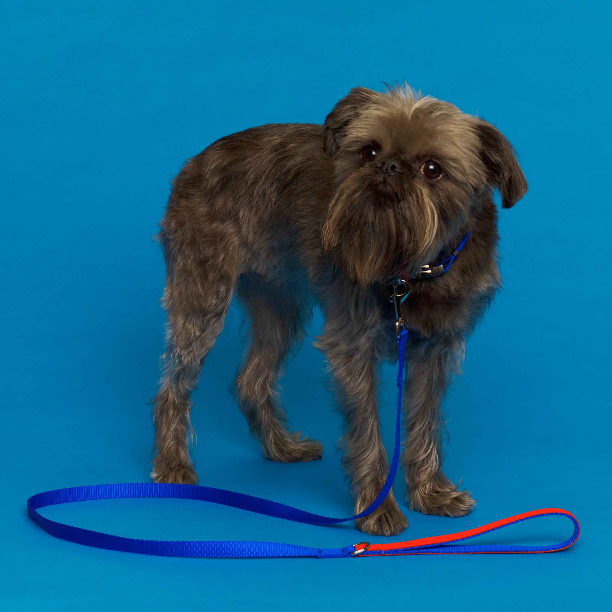 Ware of the Dog Colorblock Nylon Leash – MoMA Design Store